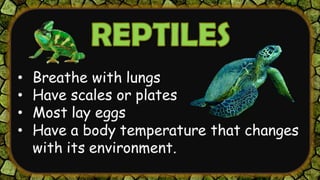 Classifying animal presentation final | PPTX
