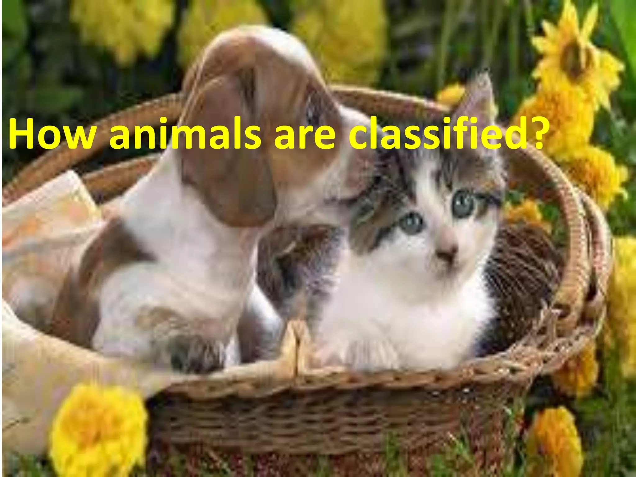 Classifying animals according to the food they eat | PPTX