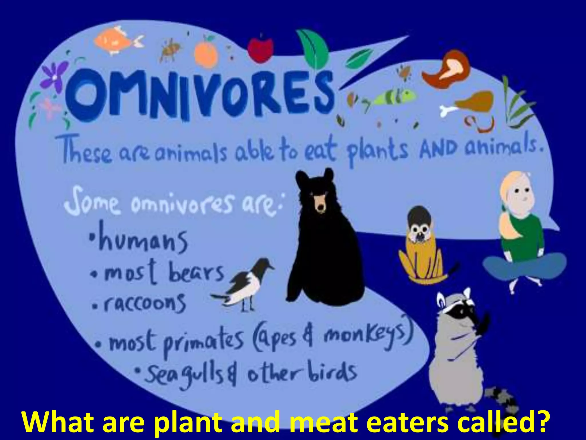 Classifying animals according to the food they eat | PPTX