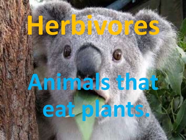 Classifying animals according to the food they eat | PPTX