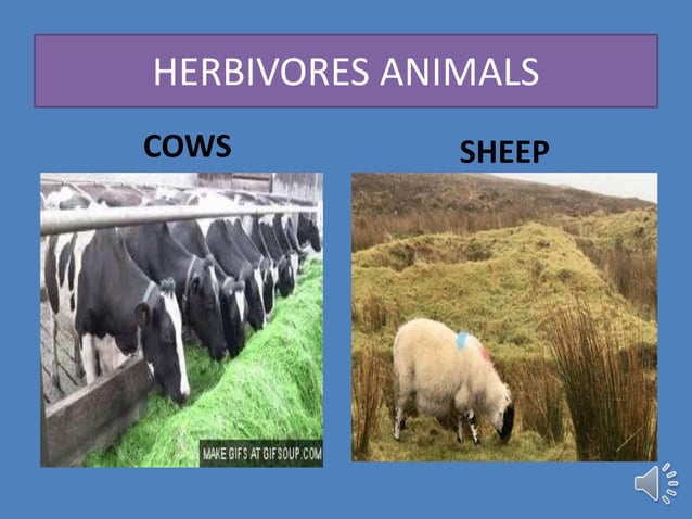 Classifying animals according to the food they eat | PPTX