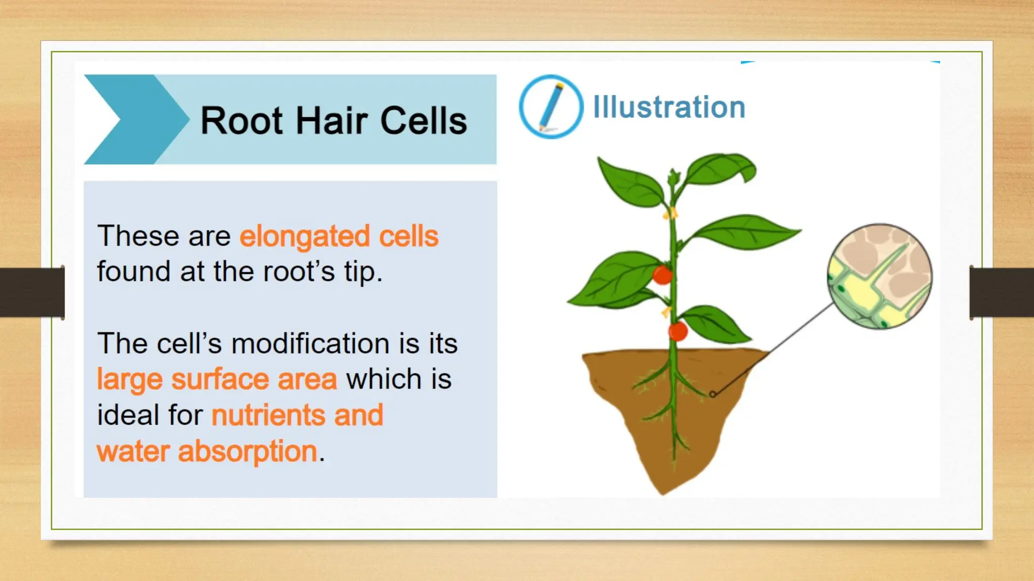 Classifying Different Cell Types (Plant.pptx