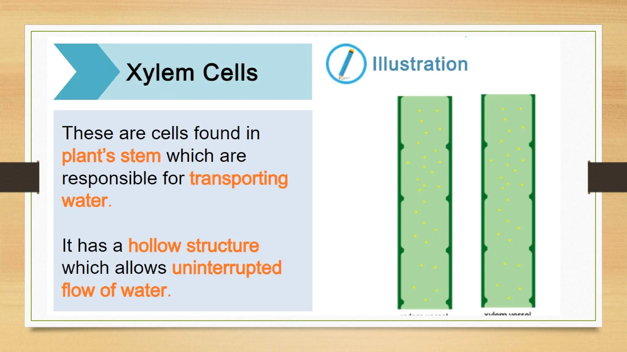 Classifying Different Cell Types (Plant.pptx