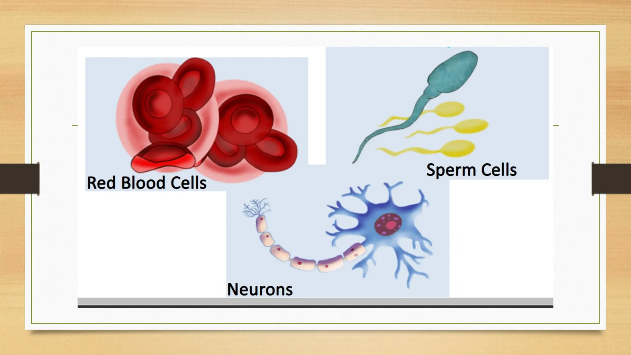 Classifying Different Cell Types (Plant.pptx
