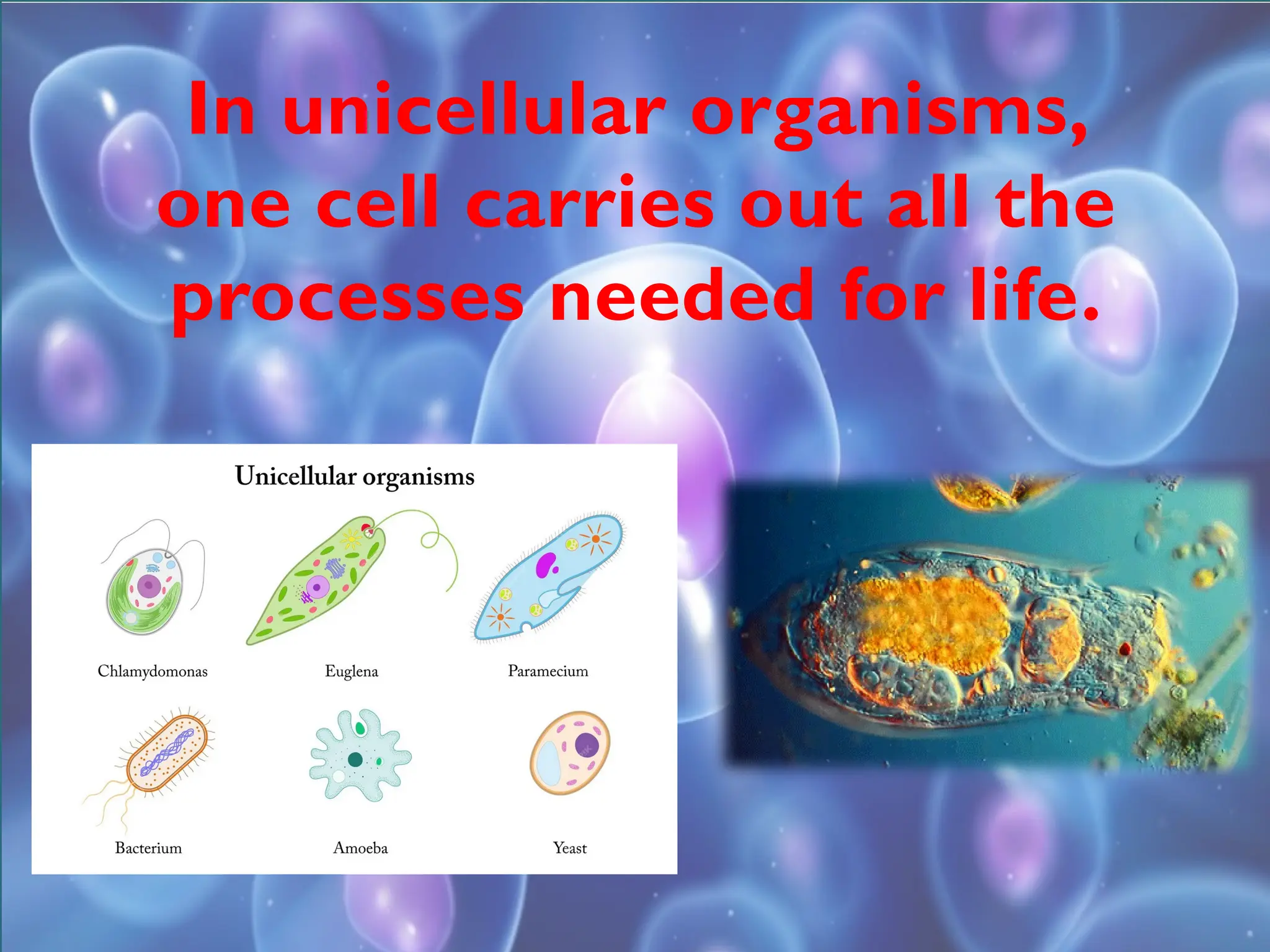 Classifying Living Things.pptx grade 6 science | PPTX