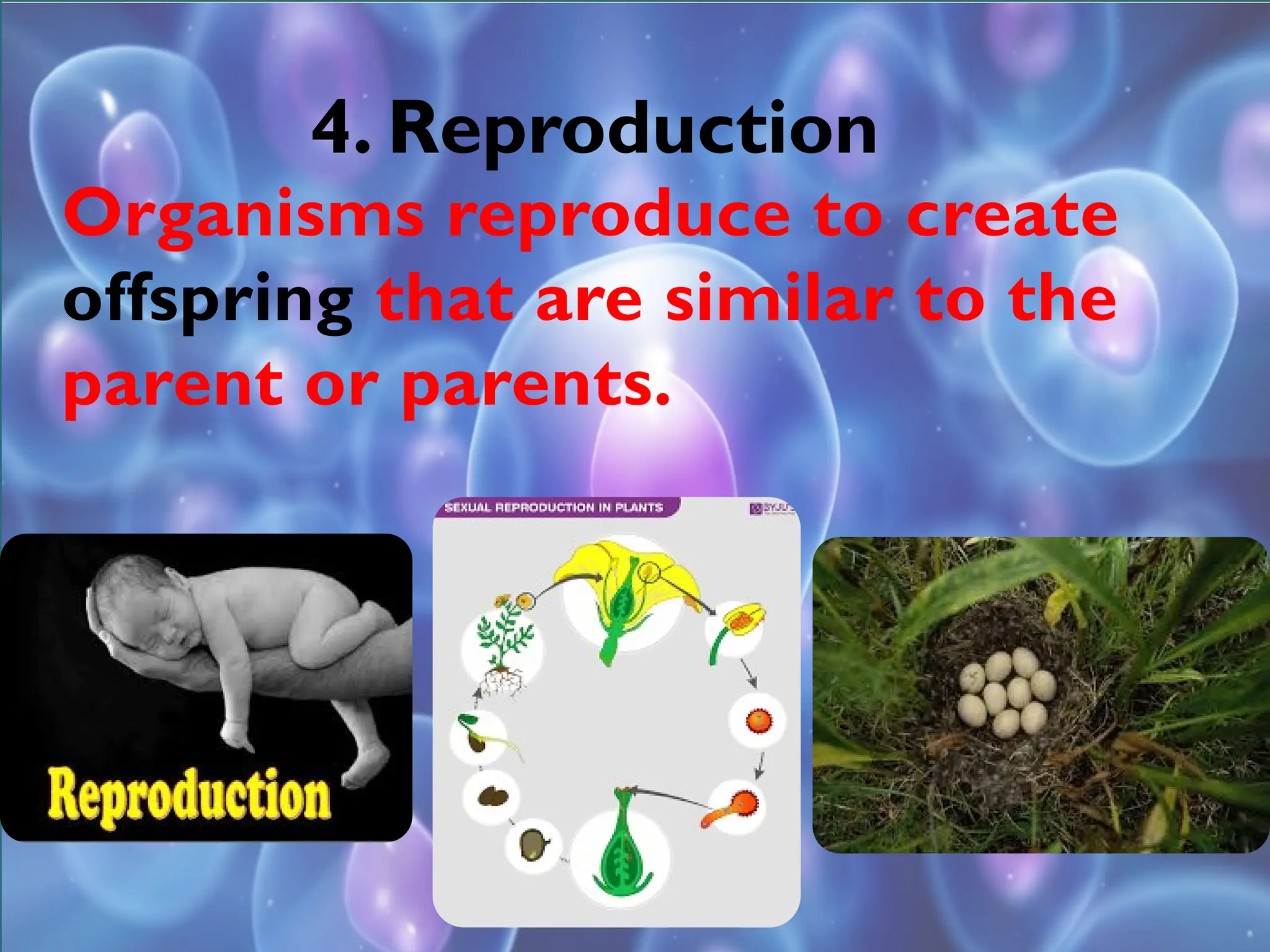 Classifying Living Things.pptx grade 6 science | PPTX