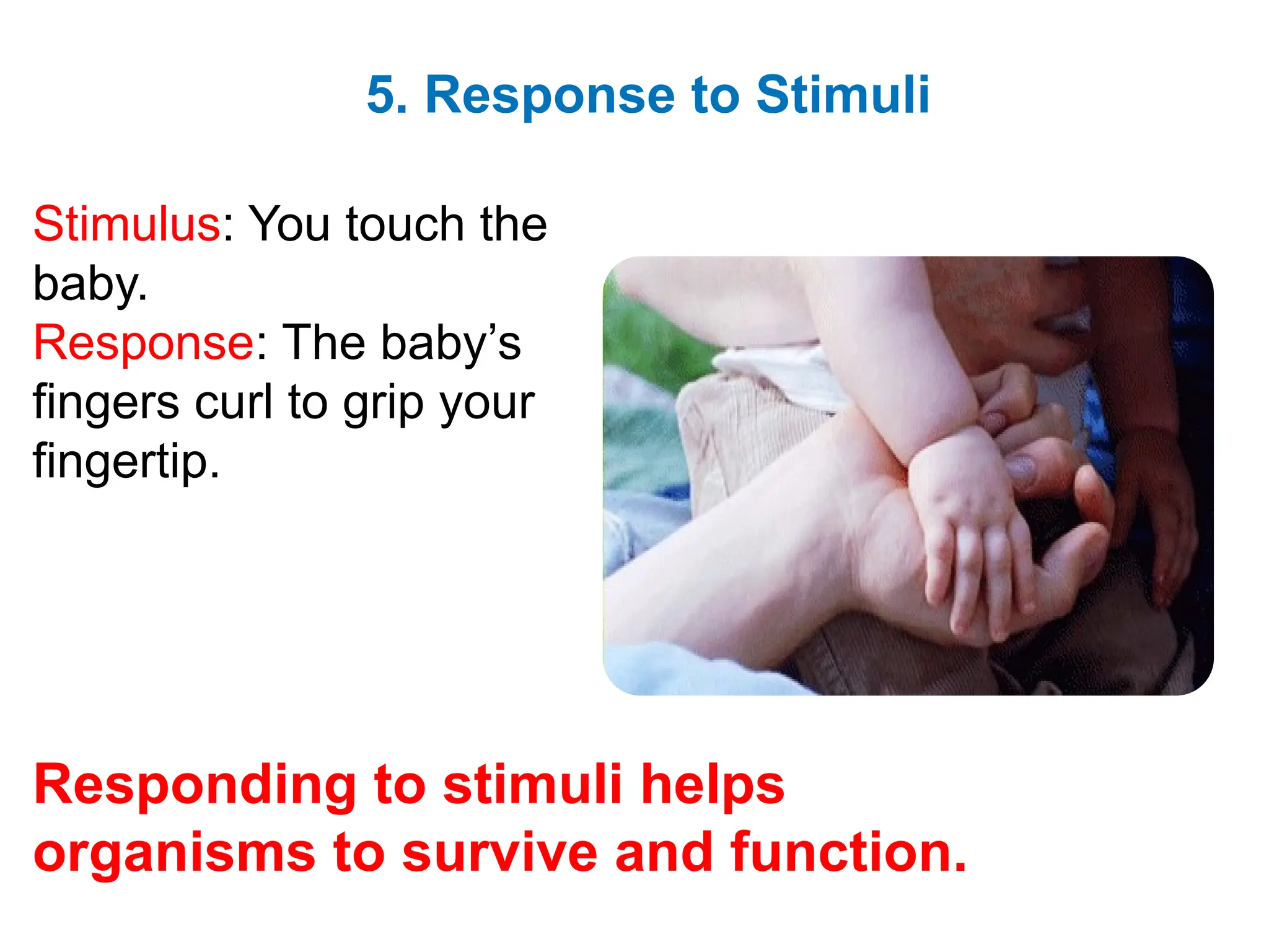 Classifying Living Things.pptx grade 6 science | PPTX