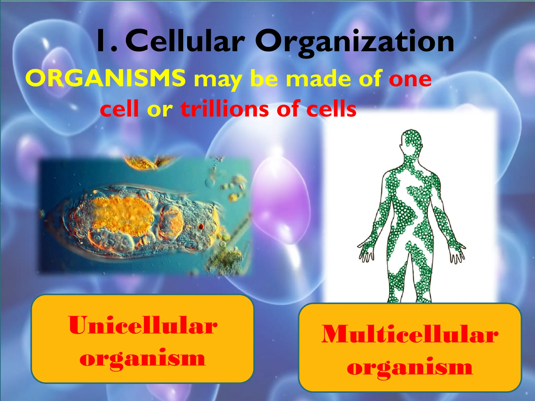 Classifying Living Things.pptx grade 6 science | PPTX