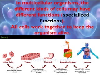 Classifying Living Things.pptx grade 6 science | PPTX