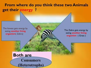 Classifying Living Things.pptx grade 6 science | PPTX