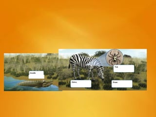 Classifying Living Things.pptx grade 6 science | PPTX