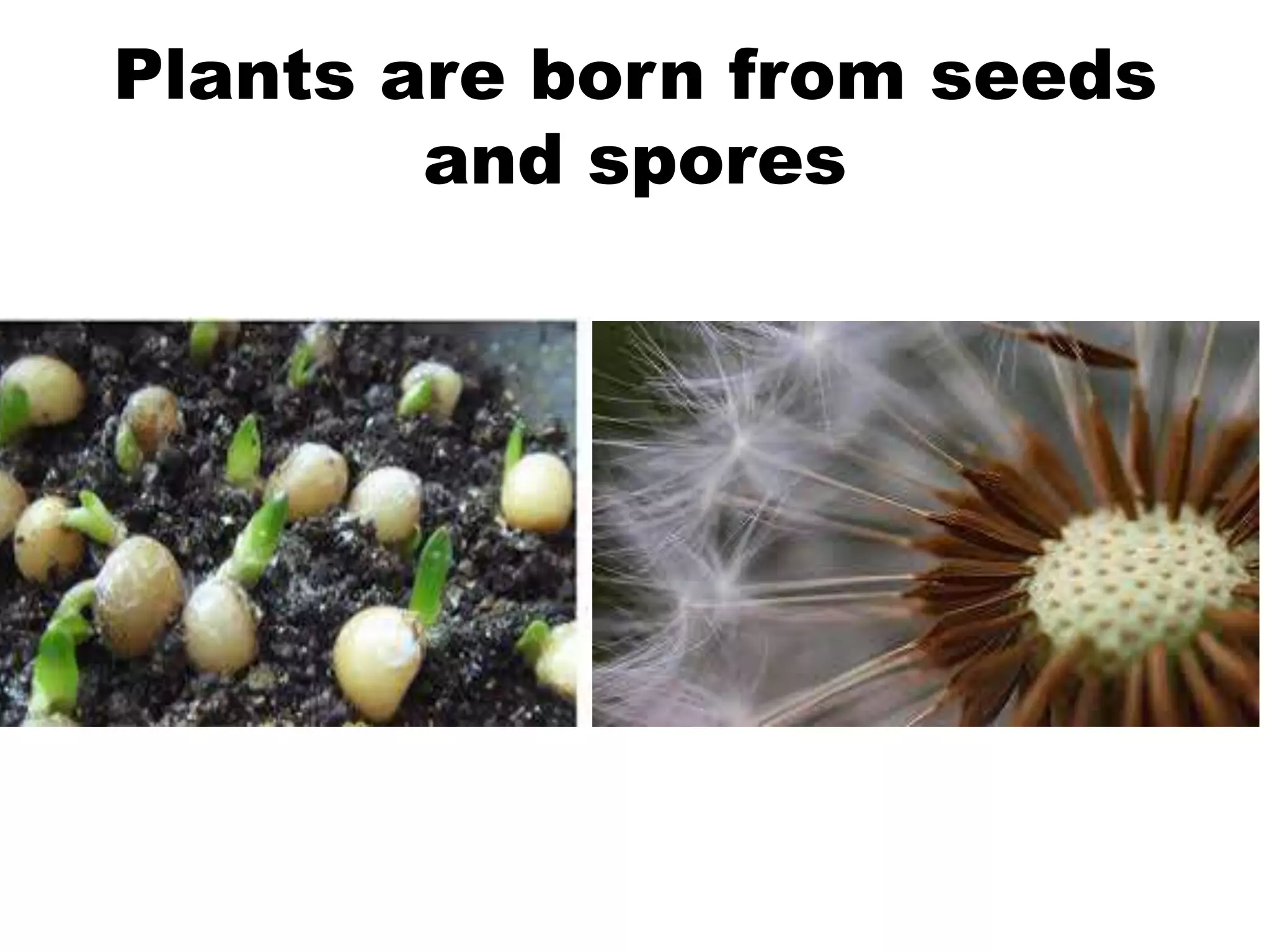 LIVING THINGS CLASSIFICATION UNIT 3 YEAR 3 | PPTX