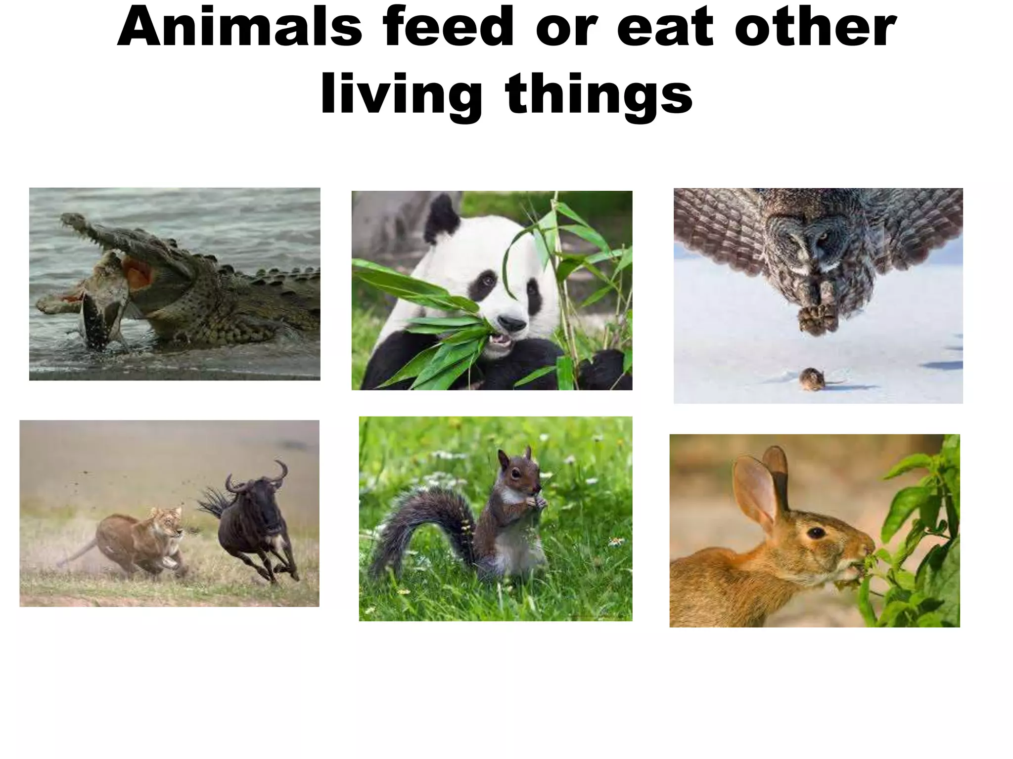 LIVING THINGS CLASSIFICATION UNIT 3 YEAR 3 | PPTX