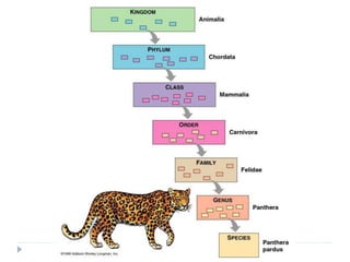 Classifying living things science 6 | PPT
