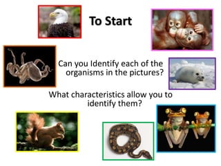 Classifying mr men_-_mine | PPTX