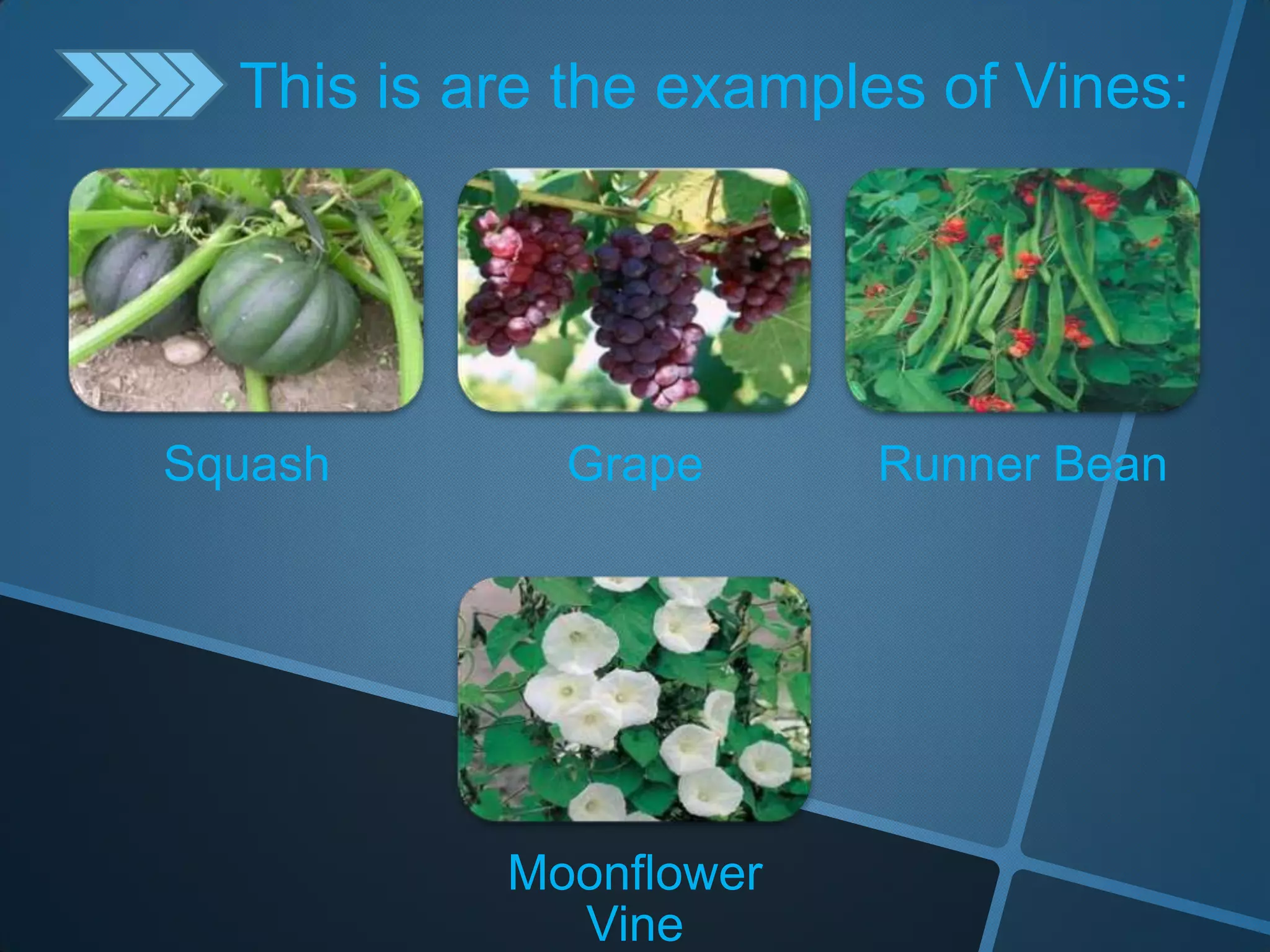 Classifying Plants According to Different Kinds | PPTX
