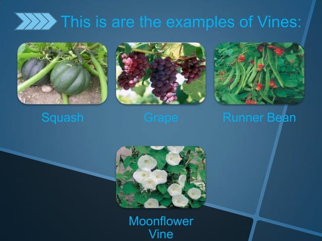 Classifying Plants According to Different Kinds | PPTX