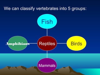 classifying vertebrates | PPT