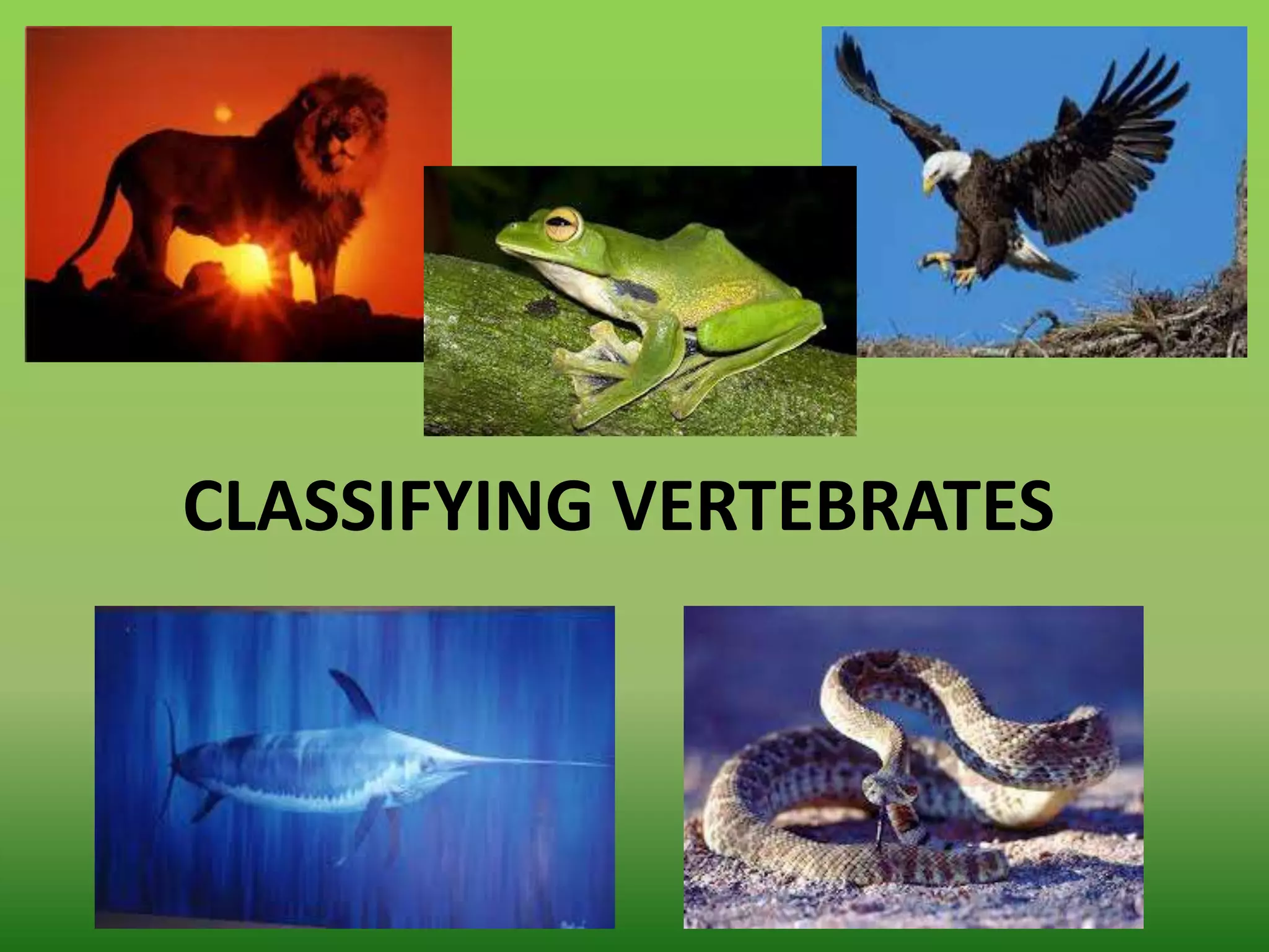 Classifying vertebrates (amphibians and reptiles) | PPT