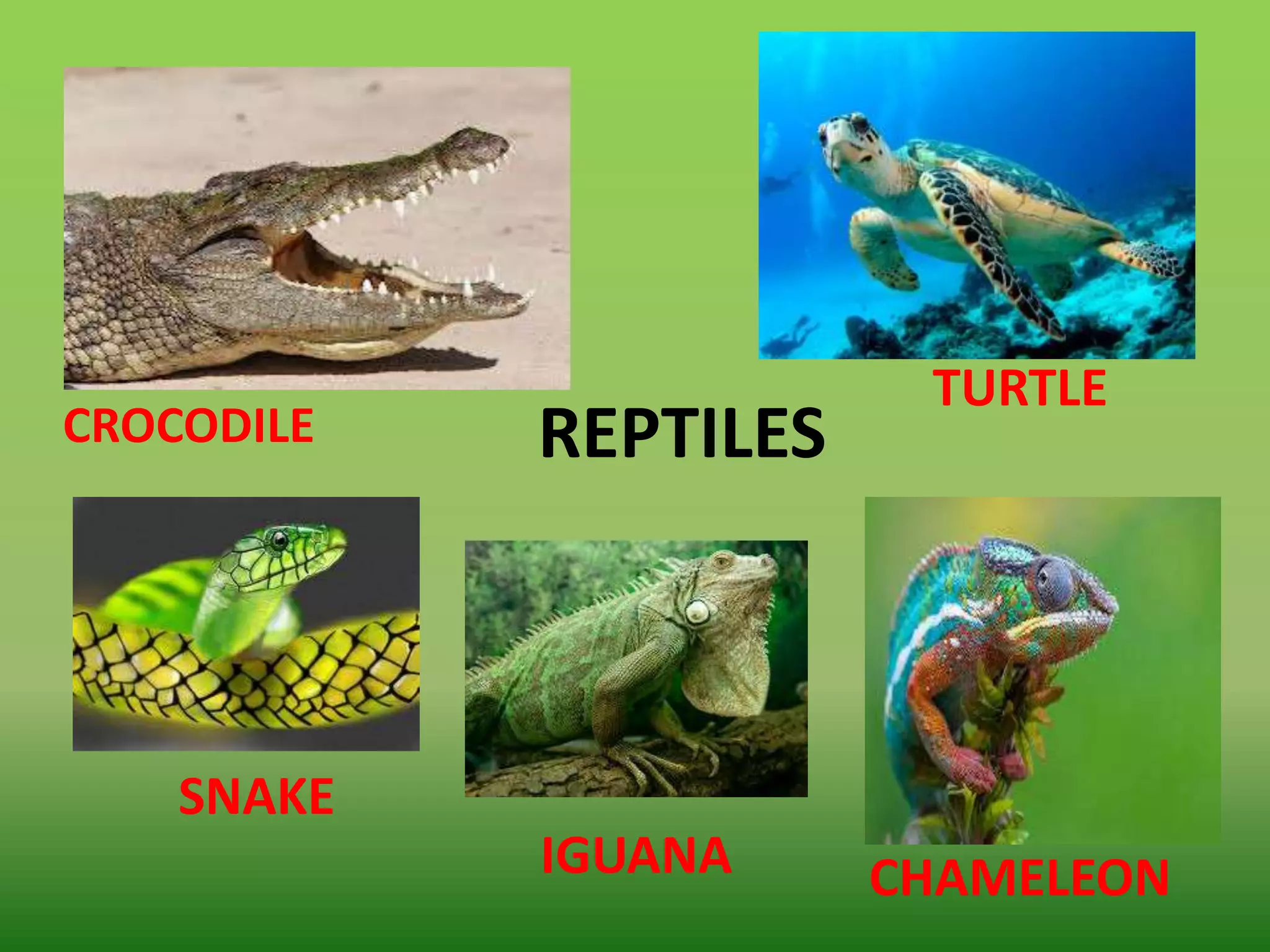 Classifying vertebrates (amphibians and reptiles) | PPT