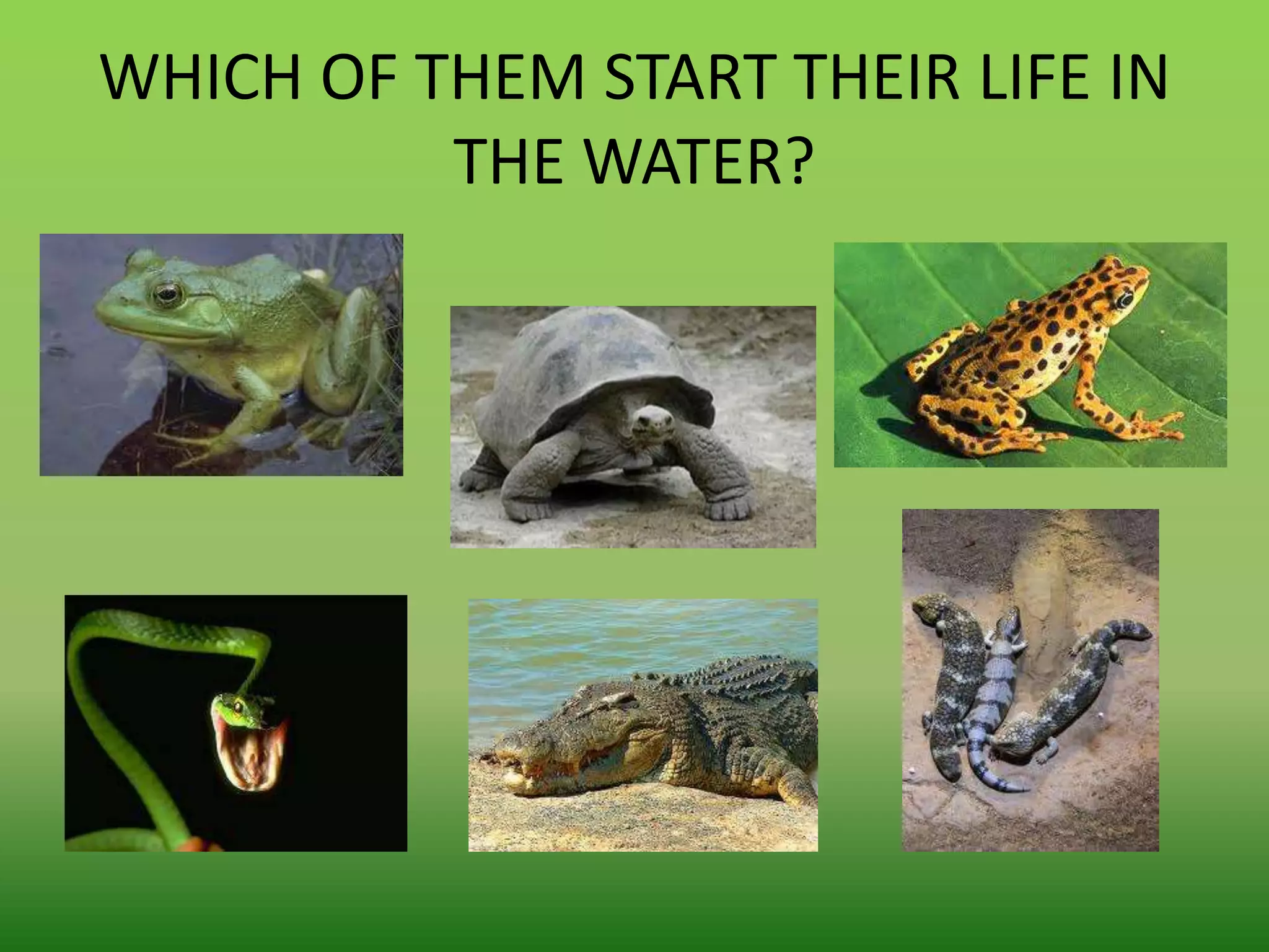 Classifying vertebrates (amphibians and reptiles) | PPT