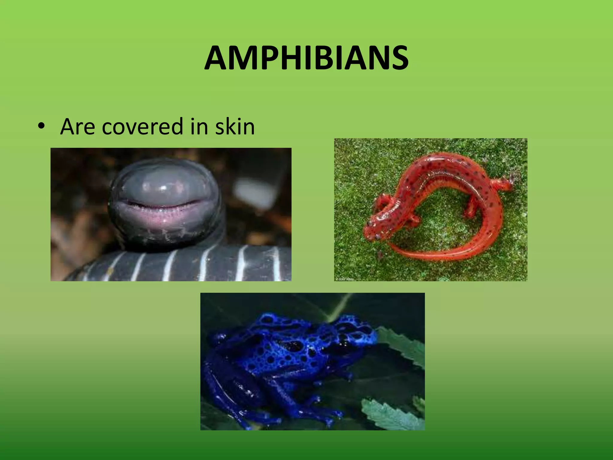 Classifying vertebrates (amphibians and reptiles) | PPT