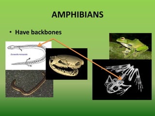 Classifying vertebrates (amphibians and reptiles) | PPTX