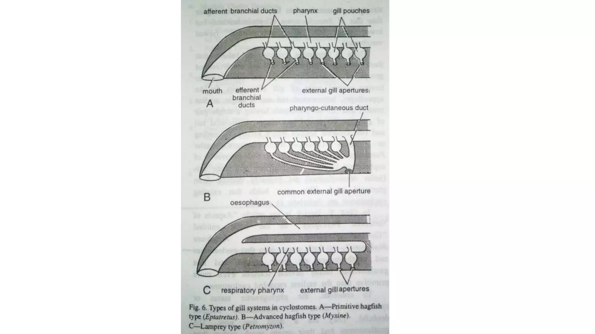 Classification of Class Cyclostomata up to order | PPTX