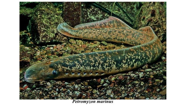 Classification of Class Cyclostomata up to order | PPTX | Fish and ...