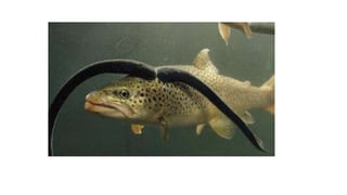 Classification of Class Cyclostomata up to order | PPTX