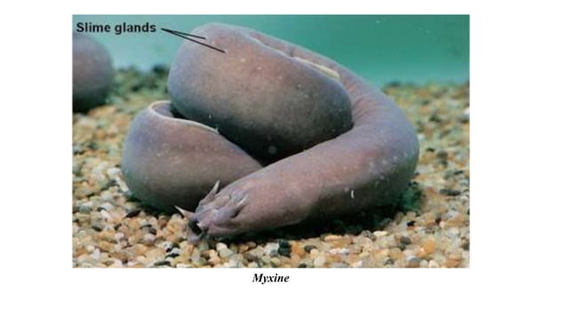 Classification of Class Cyclostomata up to order | PPTX | Fish and ...