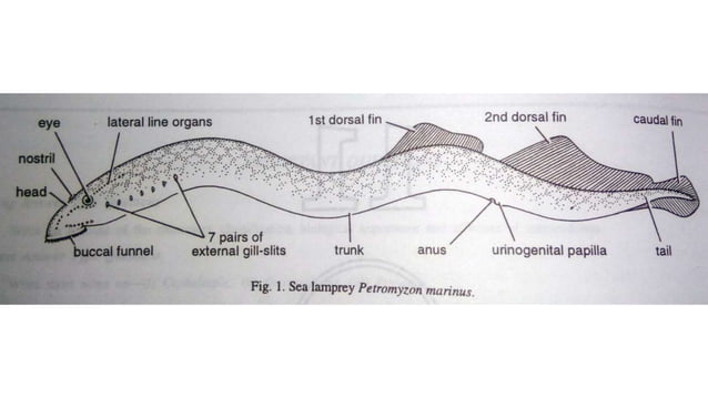 Classification of Class Cyclostomata up to order | PPTX | Fish and ...