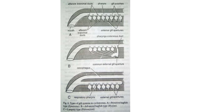 Classification of Class Cyclostomata up to order | PPTX | Fish and ...