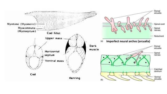 Classification of Class Cyclostomata up to order | PPTX | Fish and ...