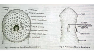 Classification of Class Cyclostomata up to order | PPTX