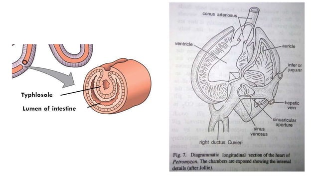 Classification of Class Cyclostomata up to order