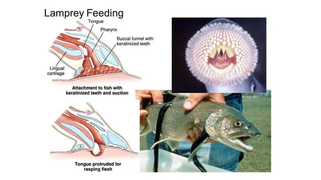 Classification of Class Cyclostomata up to order