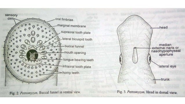 Classification of Class Cyclostomata up to order