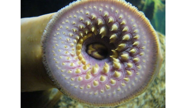 Classification of Class Cyclostomata up to order