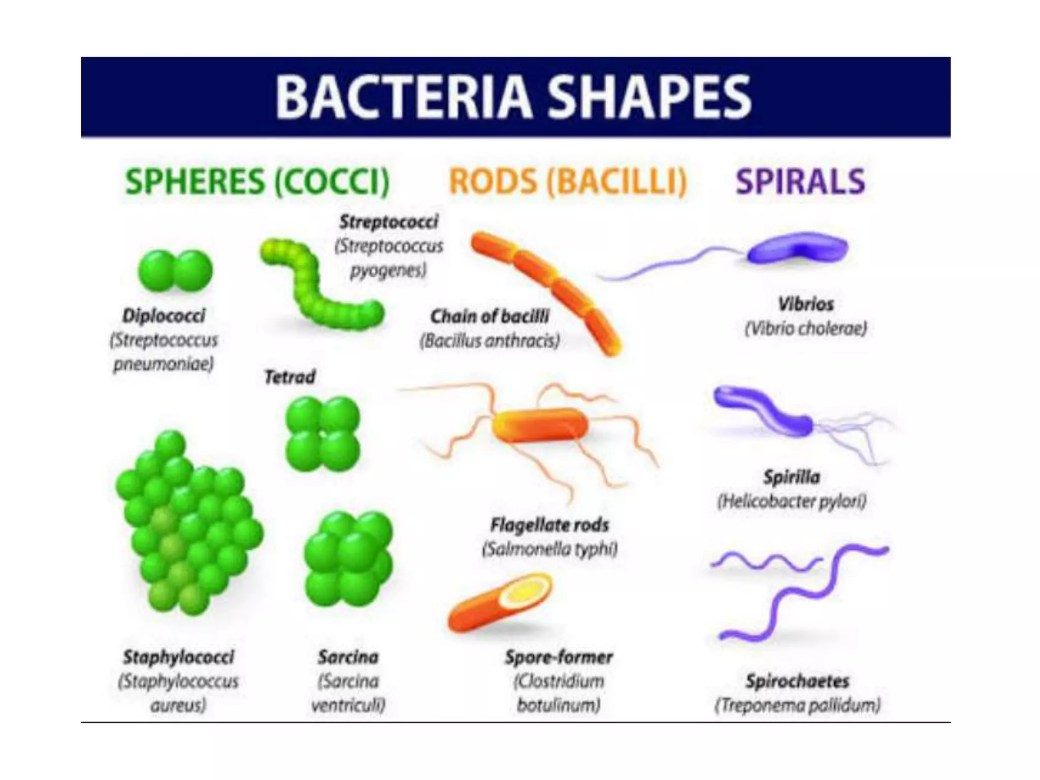 Classification Of Bacteria Based On Their Shape Pptx