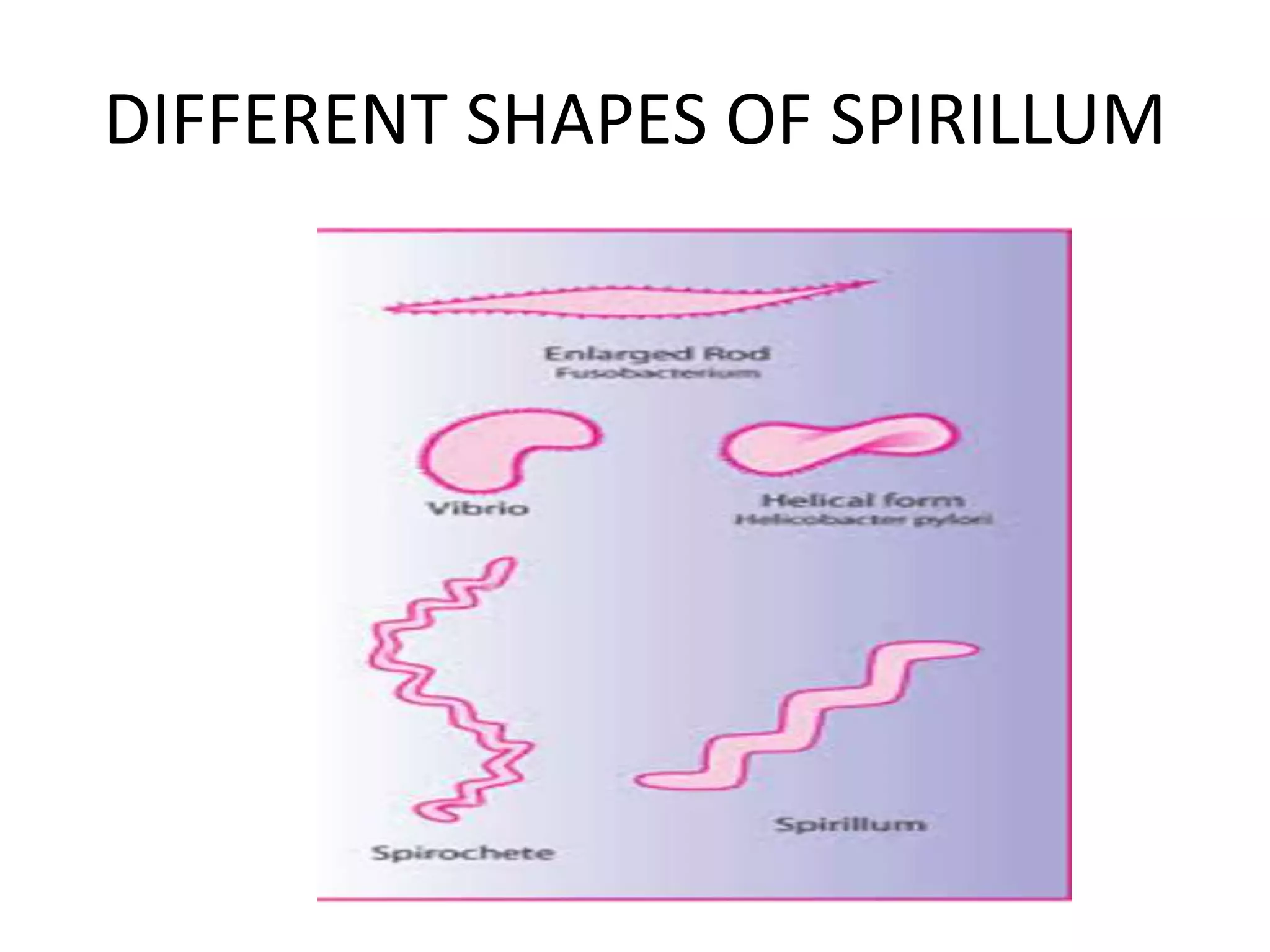 Classification of bacteria based on their shape | PPTX