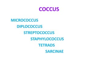 Classification of bacteria based on their shape | PPTX