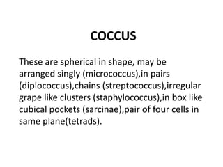 Classification of bacteria based on their shape | PPTX