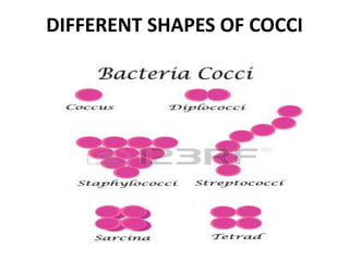 Classification of bacteria based on their shape | PPTX