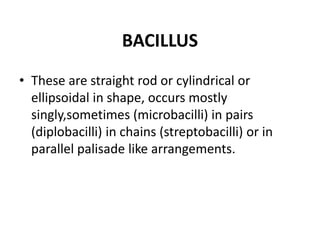 Classification of bacteria based on their shape | PPTX