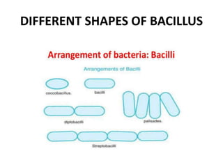 Classification of bacteria based on their shape | PPTX