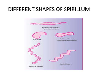 Classification of bacteria based on their shape | PPTX