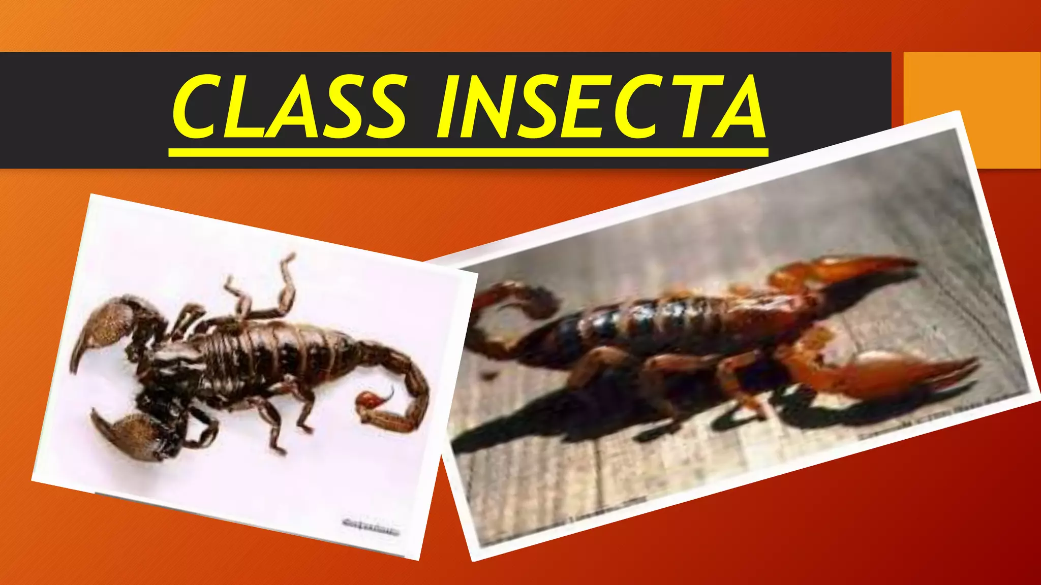 Class insecta | PPTX
