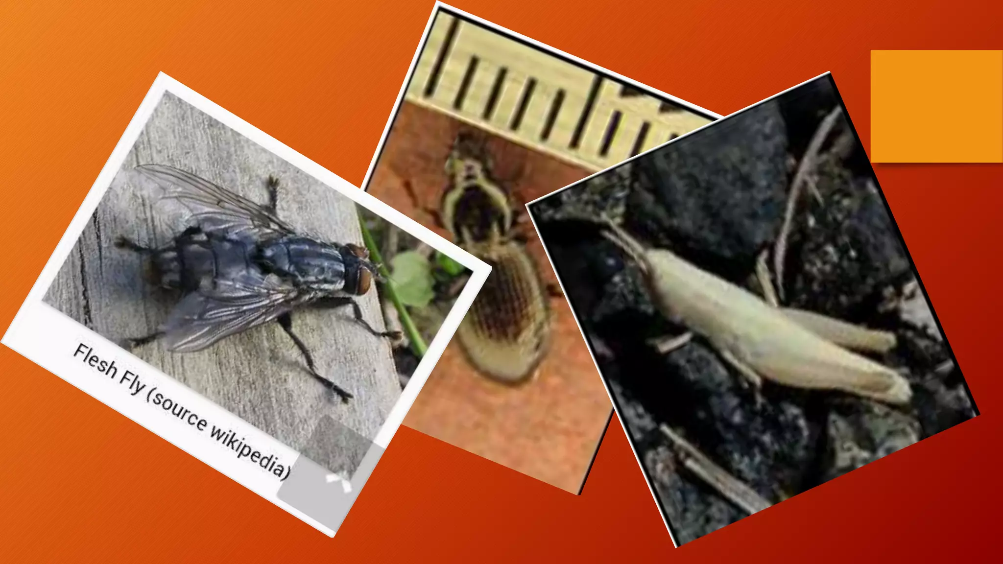 Class Insecta Pptx
