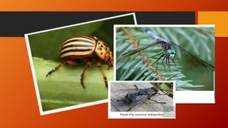 Class Insecta